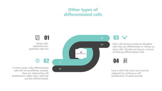Cell Proliferation | PDF