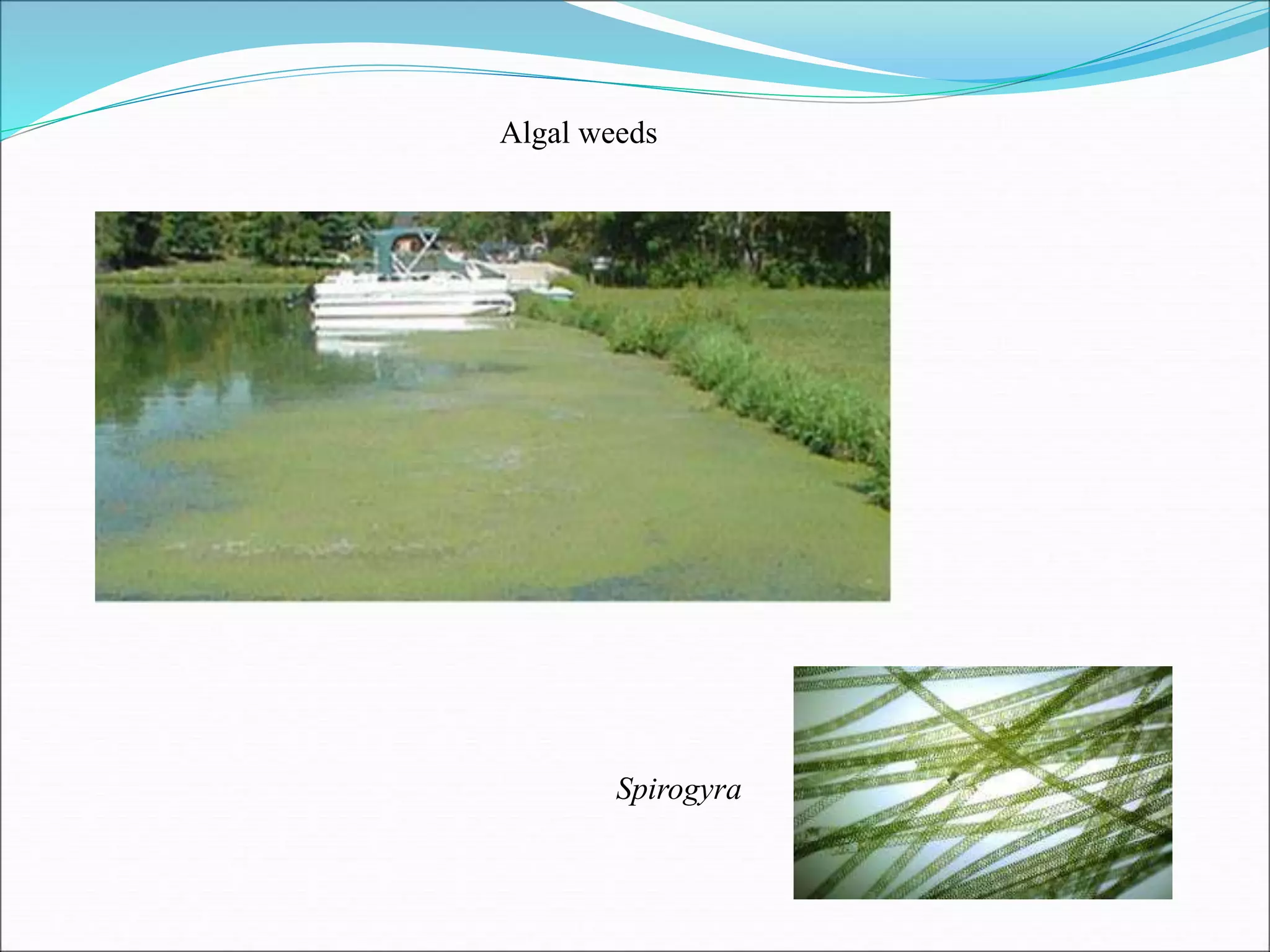 Nursery pond management of Fishes | PPT