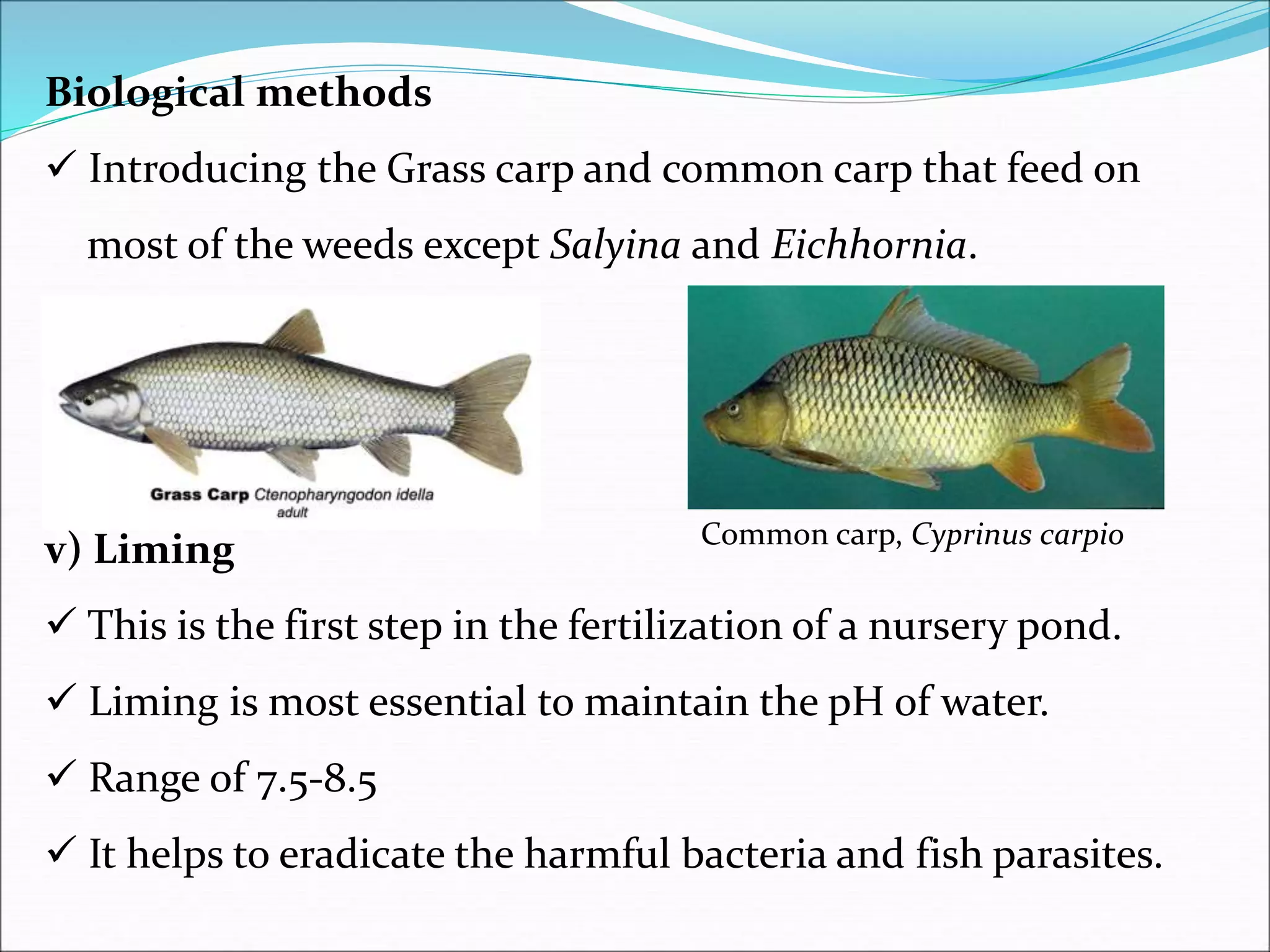 Nursery pond management of Fishes | PPT