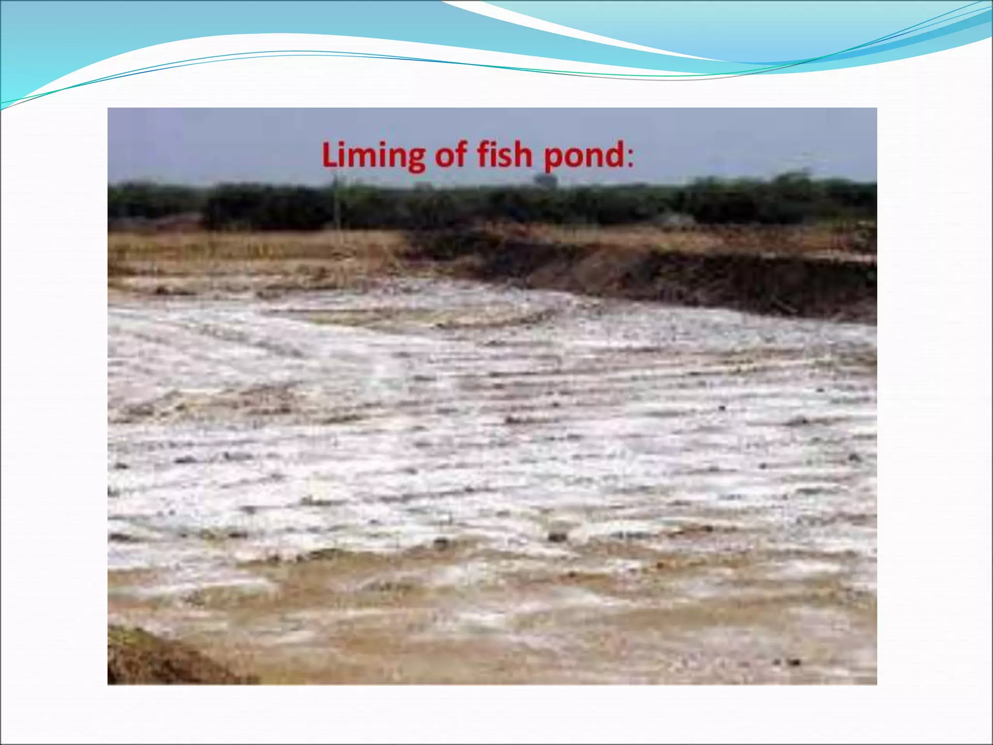 Nursery pond management of Fishes | PPT