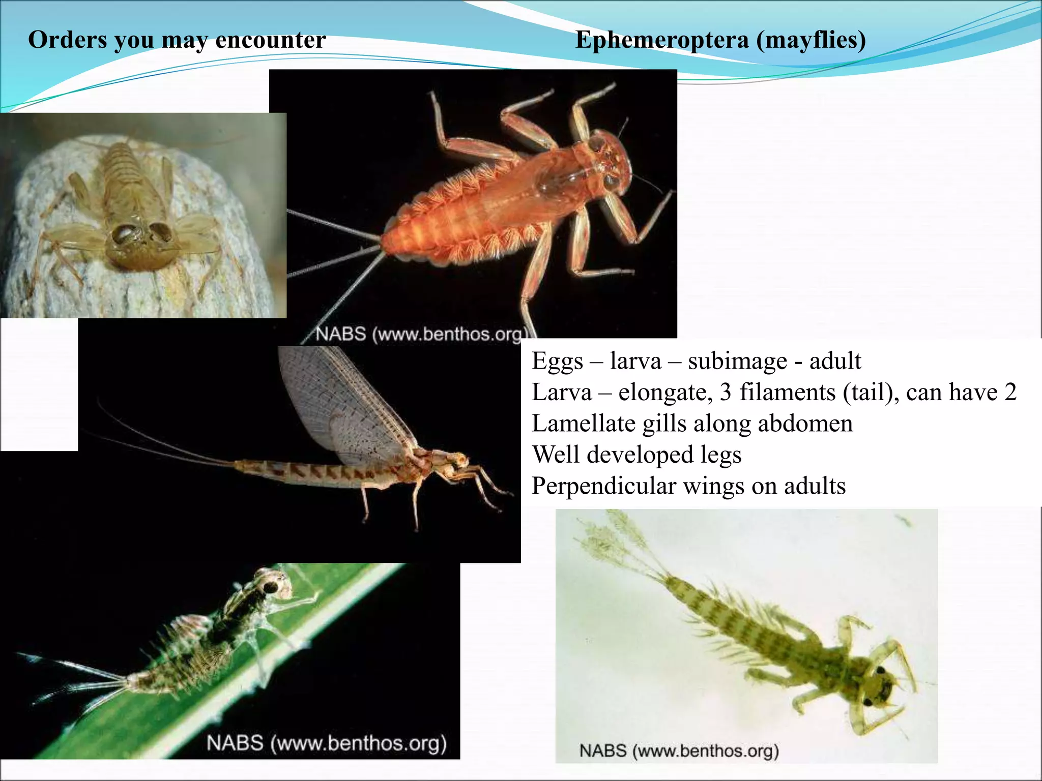 Nursery pond management of Fishes | PPT