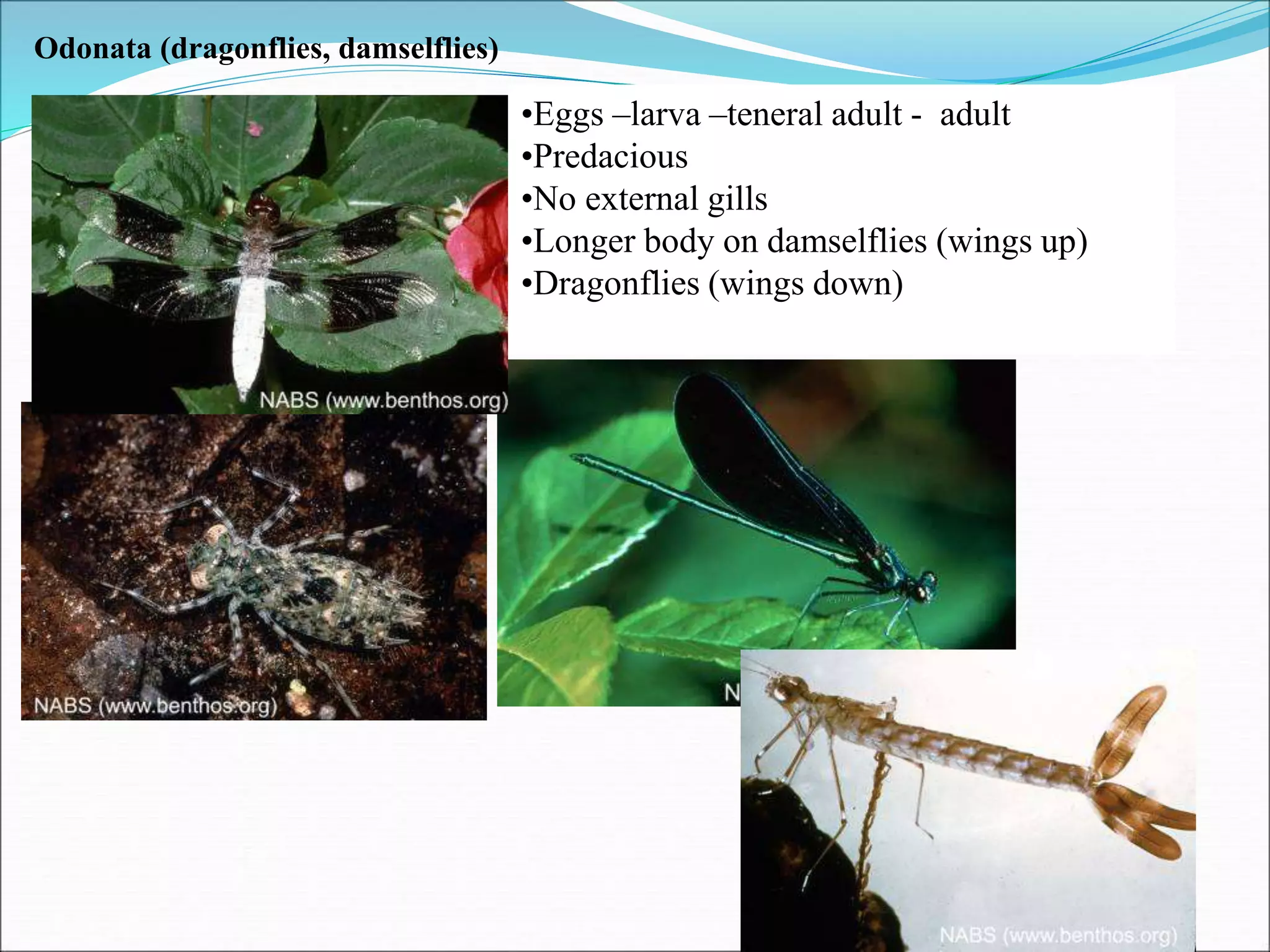 Nursery pond management of Fishes | PPT