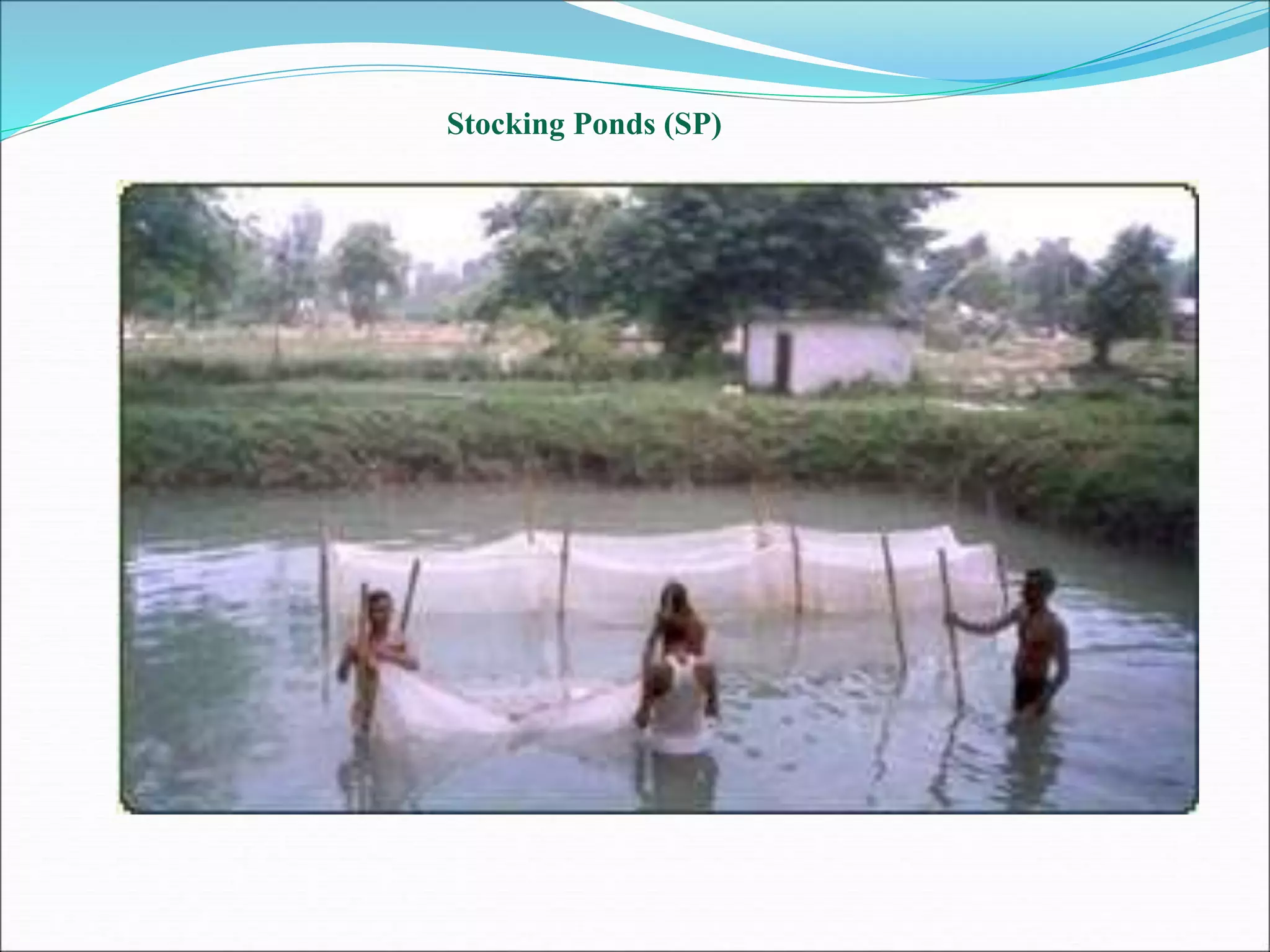 Nursery pond management of Fishes | PPT