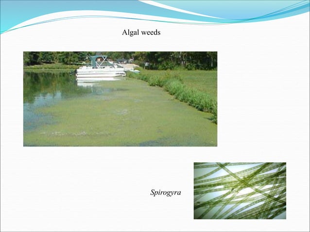 Nursery pond management of Fishes | PPT | Zoos & Aquariums | Attractions