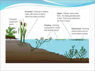 Nursery pond management of Fishes | PPT