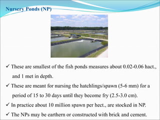 Nursery pond management of Fishes | PPT