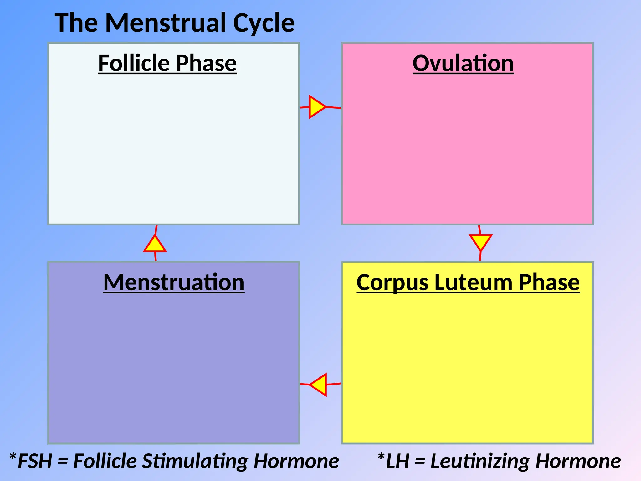 CORE Menstrual Cycle of girls and ppt of menstrual cycle | PPT