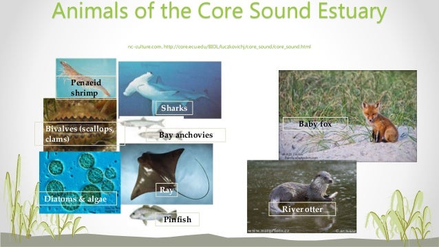 Core sound estuary1