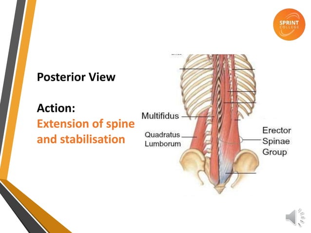 Core Stability And Exercises | PPTX | Physical Therapy | Wellness