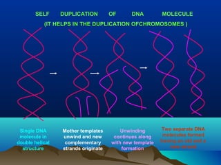 Core sub bio_att_47chromosomes | PPT