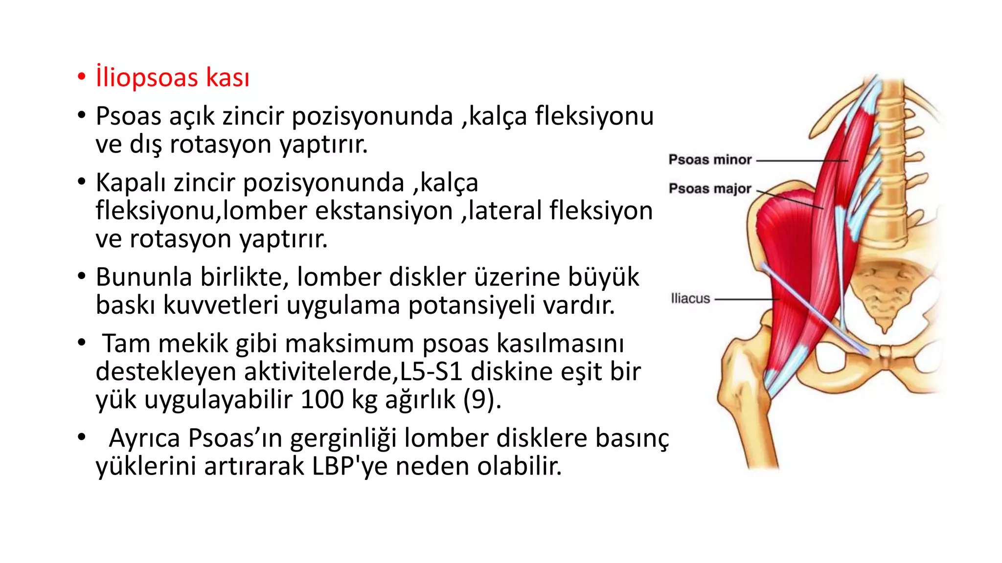 Core Bölgesi Kasları | PPTX