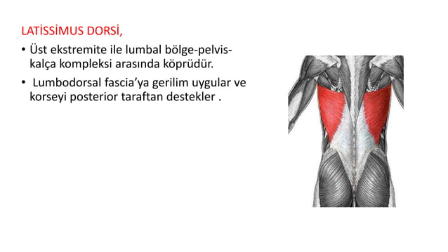 Core Bölgesi Kasları | PPTX