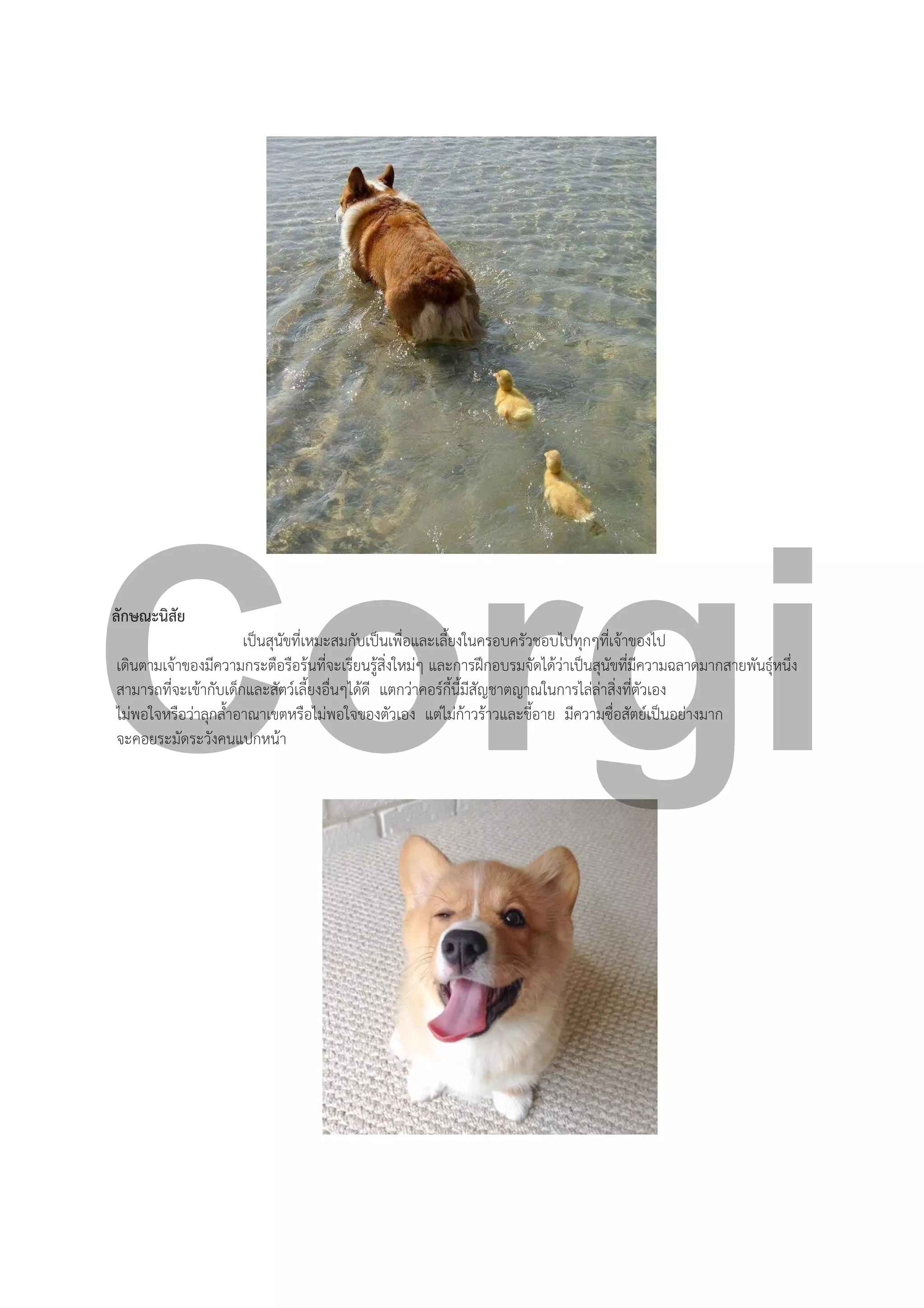 Corgi | PDF
