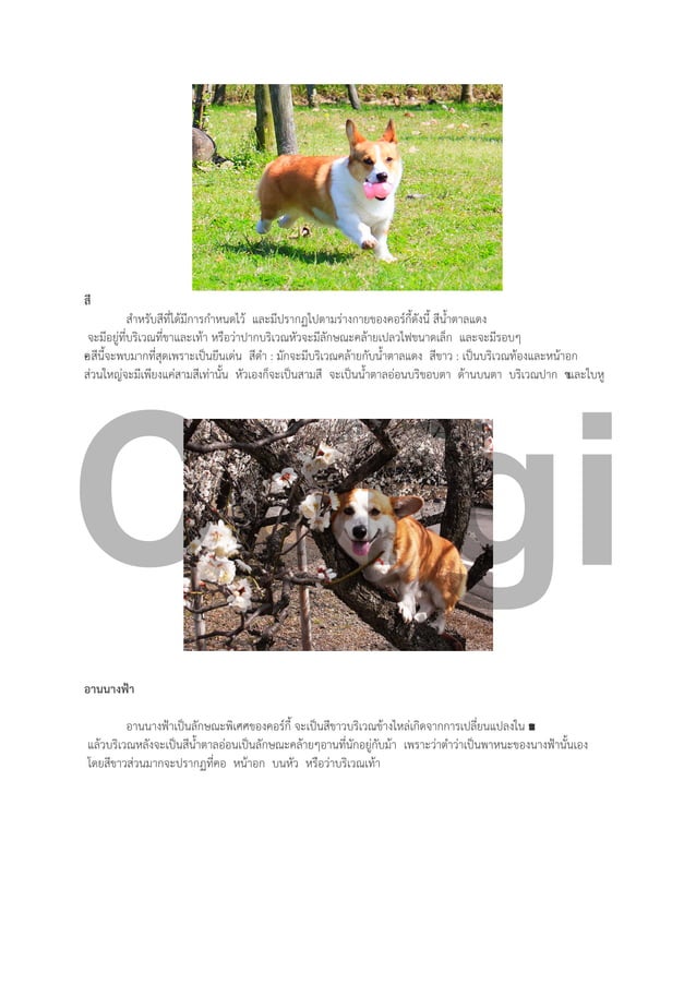 Corgi | PDF