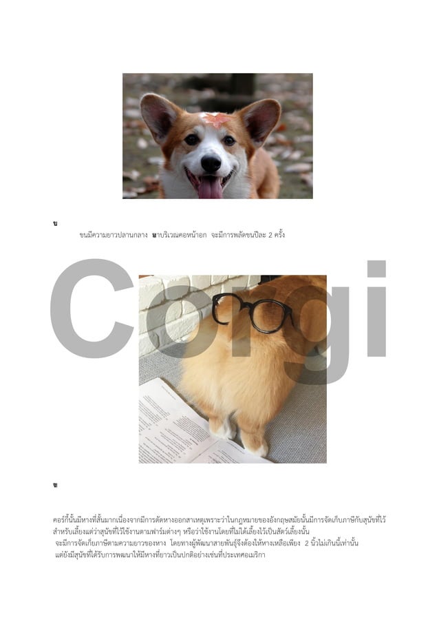 Corgi | PDF