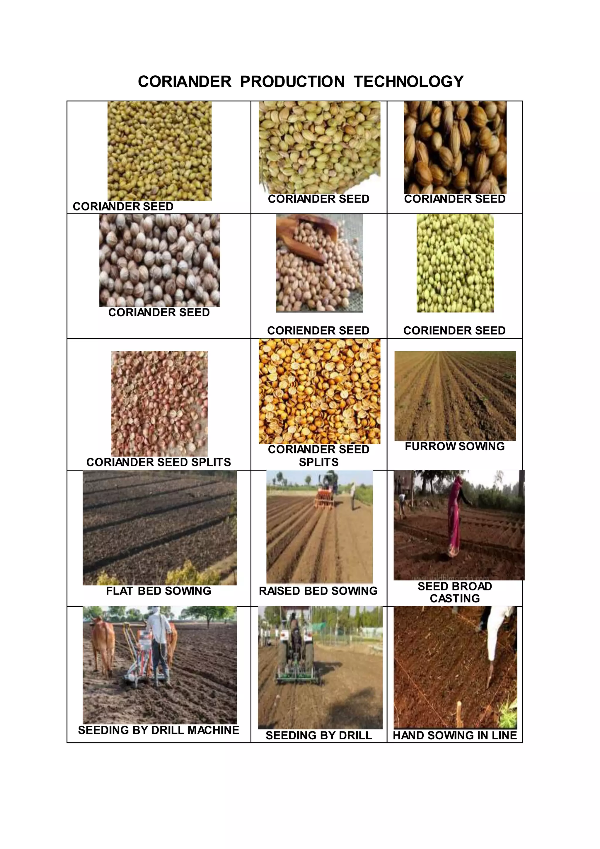 Coriander Production and Processing Technology | DOCX