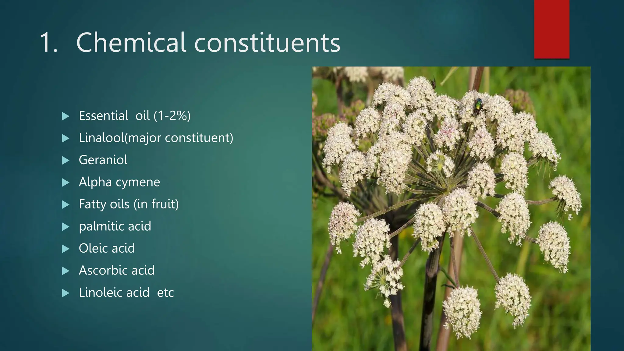coriander by pharma cognosy student's . | PPTX