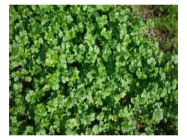 Coriander insects A Lecture By Allah Dad Khan Provincial Coordinator ...