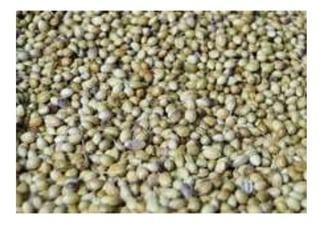 Coriander insects A Lecture By Allah Dad Khan Provincial Coordinator ...