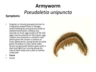 Coriander insects A Lecture By Allah Dad Khan Provincial Coordinator ...