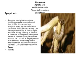 Coriander insects A Lecture By Allah Dad Khan Provincial Coordinator ...