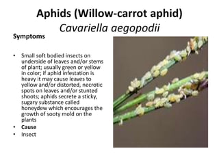 Coriander insects A Lecture By Allah Dad Khan Provincial Coordinator ...