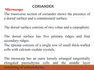 Coriandrum sativum new | PPT
