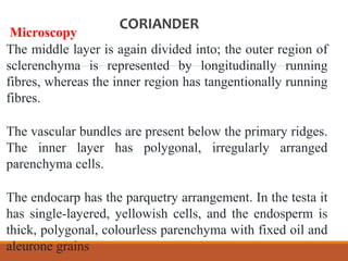 Coriandrum sativum new | PPT