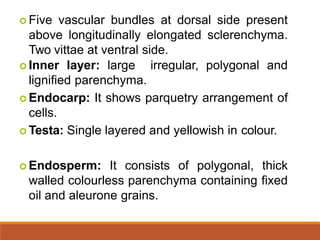 Coriandrum sativum new | PPT