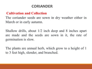 Coriandrum sativum new | PPT