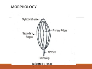 Coriandrum sativum new | PPT