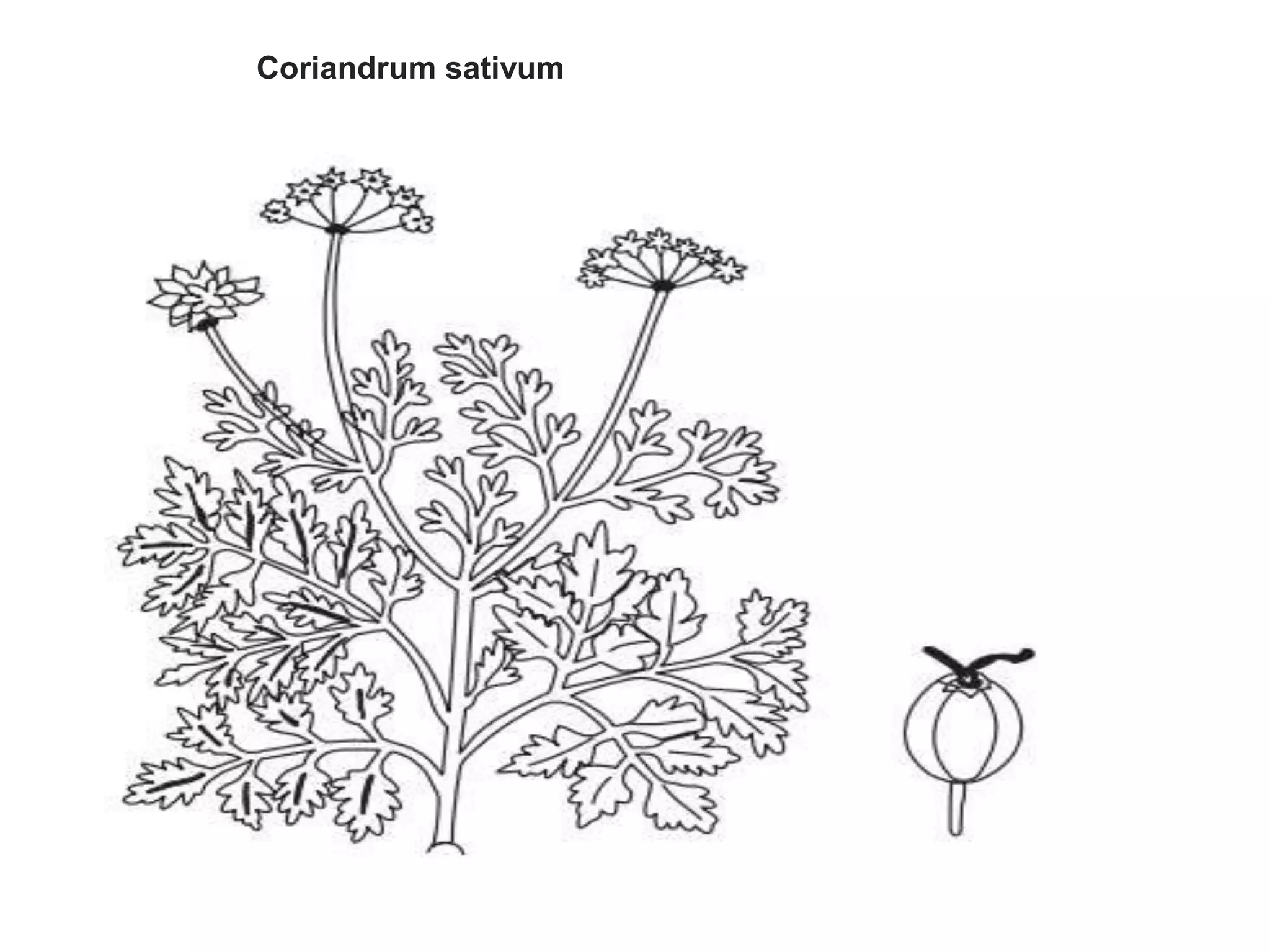 Coriandrum sativum new | PPTX