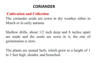Coriandrum sativum new | PPTX