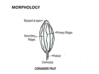 Coriander Fruit