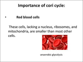 Cori cycle | PDF