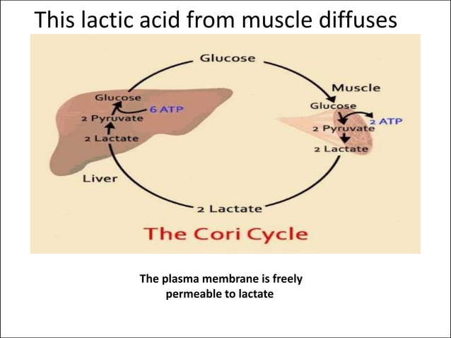 Cori cycle | PDF | Endocrine and Metabolic Diseases | Diseases and ...