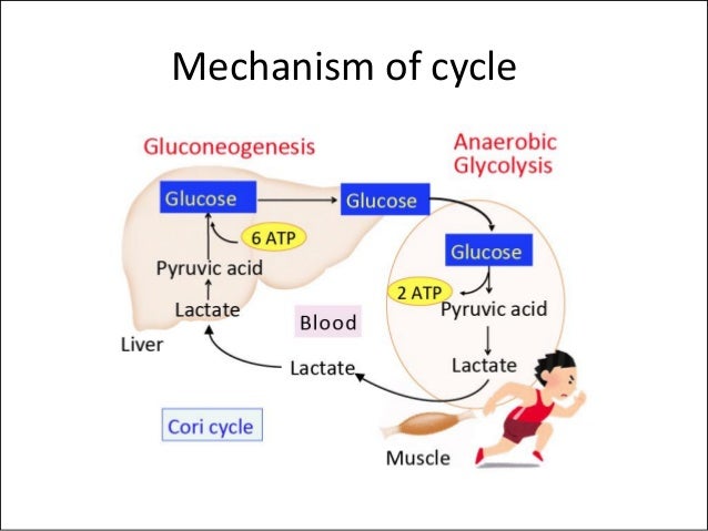 Cori cycle