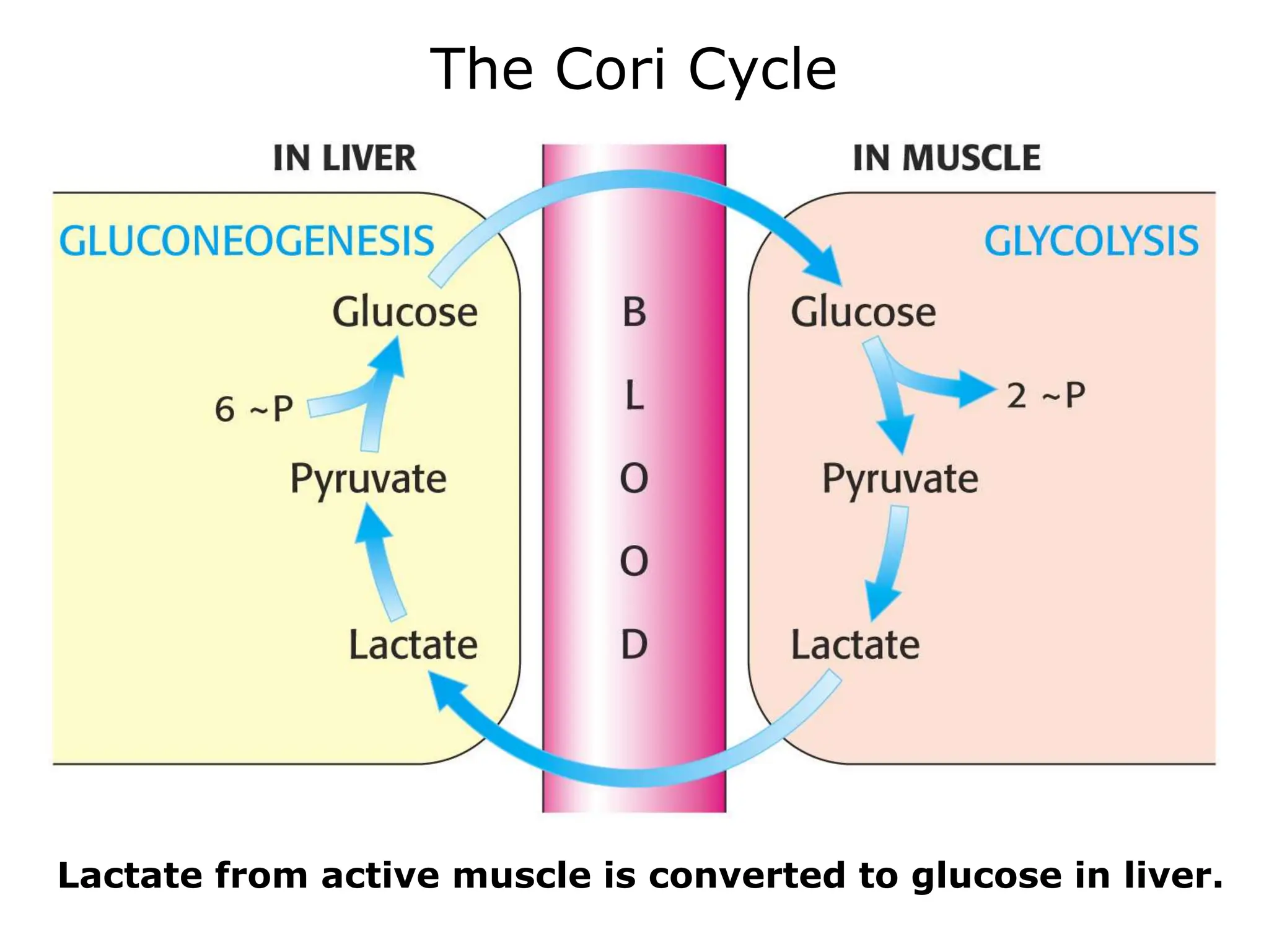 Cori Cycle. Definition and clinical manifestation | PPTX