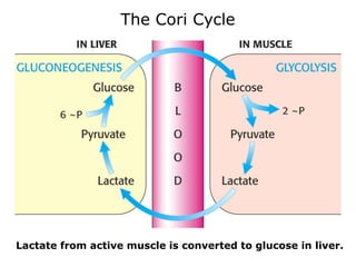 Cori Cycle. Definition and clinical manifestation | PPTX