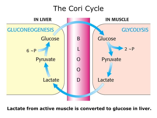 Cori Cycle. Definition and clinical manifestation | PPTX