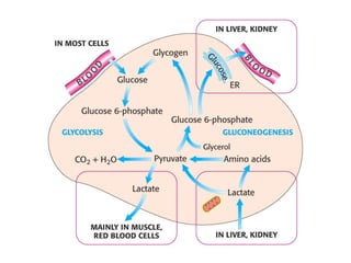Cori Cycle. Definition and clinical manifestation | PPTX