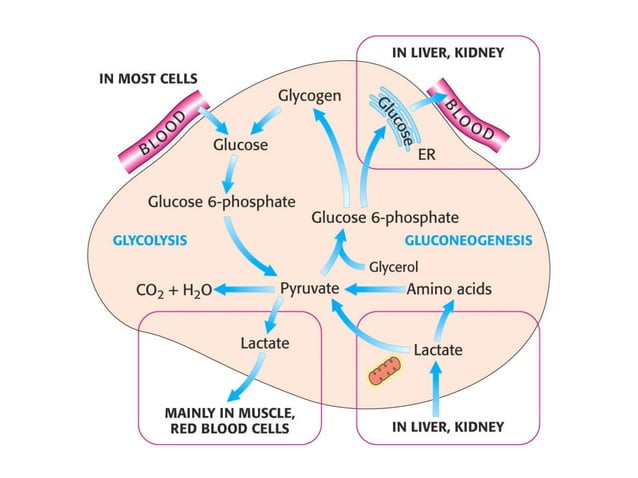 Cori Cycle. Definition and clinical manifestation | PPTX