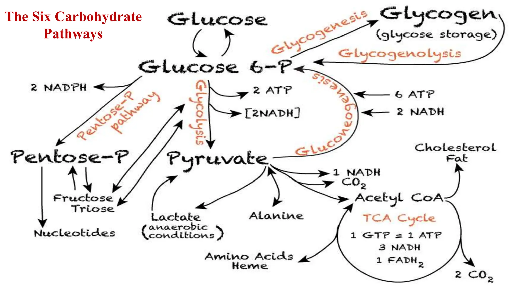 cori cycle and Krebs cycle 2323232323.pptx
