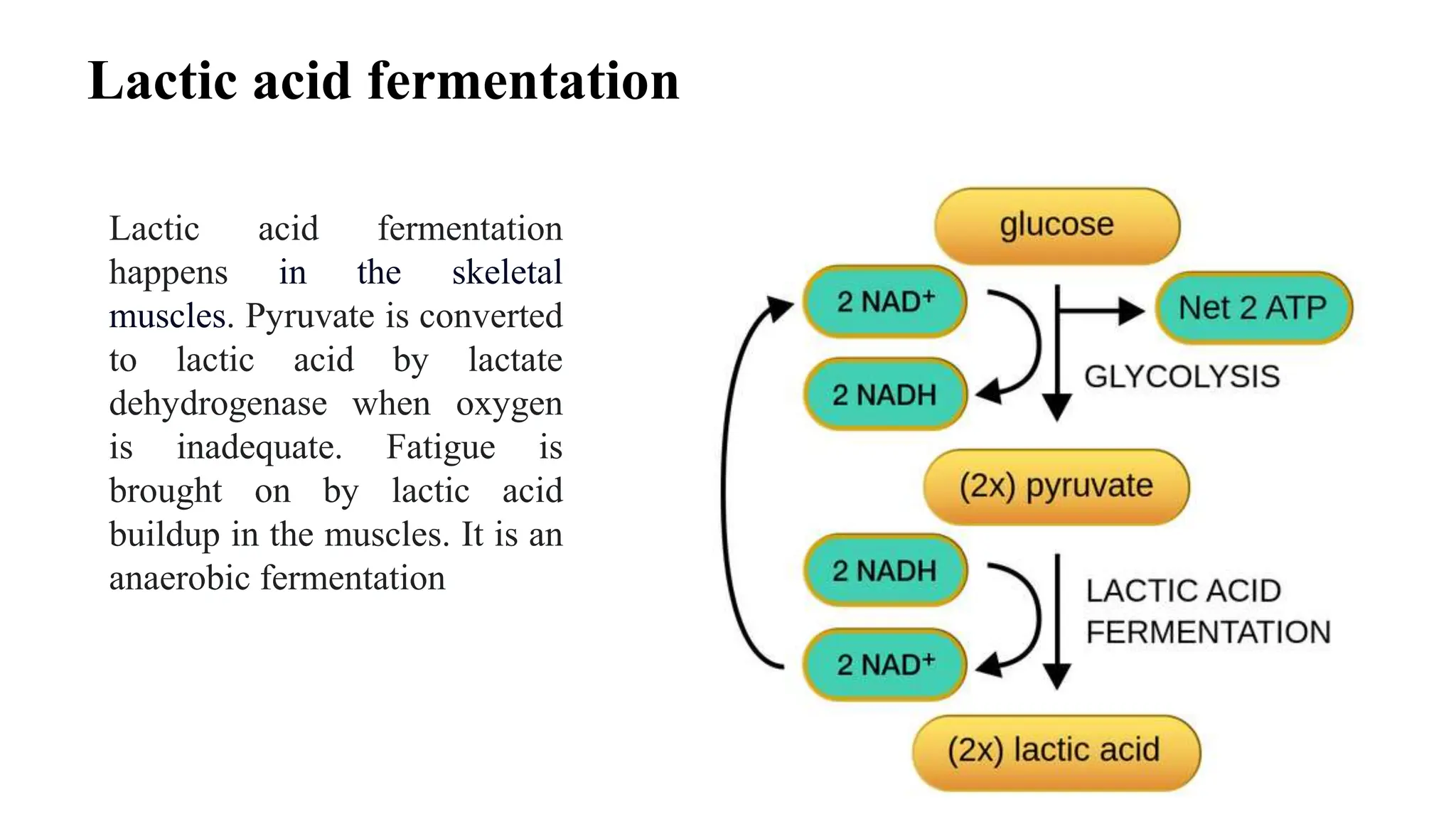 cori cycle and Krebs cycle 2323232323.pptx