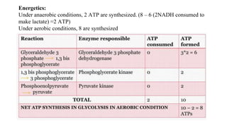 cori cycle and Krebs cycle 2323232323.pptx