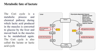 cori cycle and Krebs cycle 2323232323.pptx