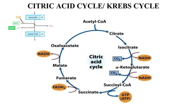 cori cycle and Krebs cycle 2323232323.pptx