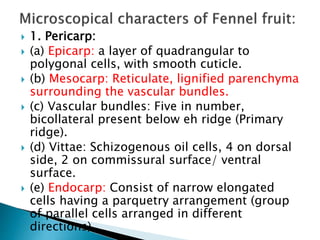 Coriender and funnel.ppt