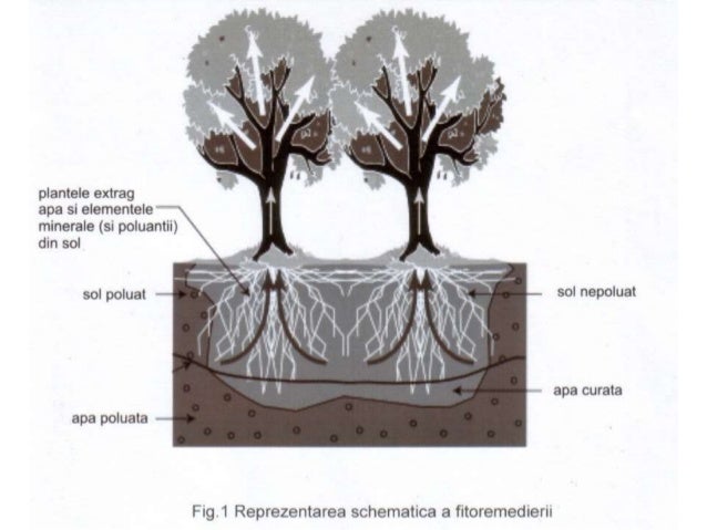 Metode de reconversie a haldelor de steril minier