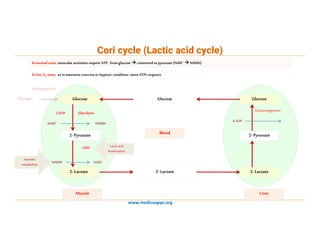 Cori's cycle | PDF